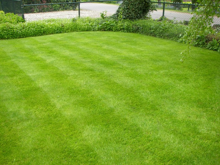Graszoden aanschaffen of gras herstellen? | Gras- en Gazonspecialist