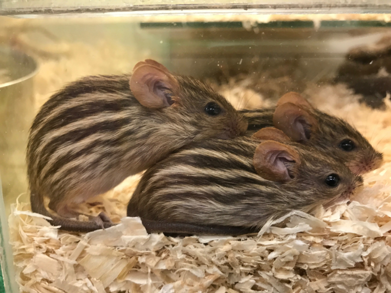 Zebragrasmuis v.a. €20,- | Bijzondere zoogdieren | welle