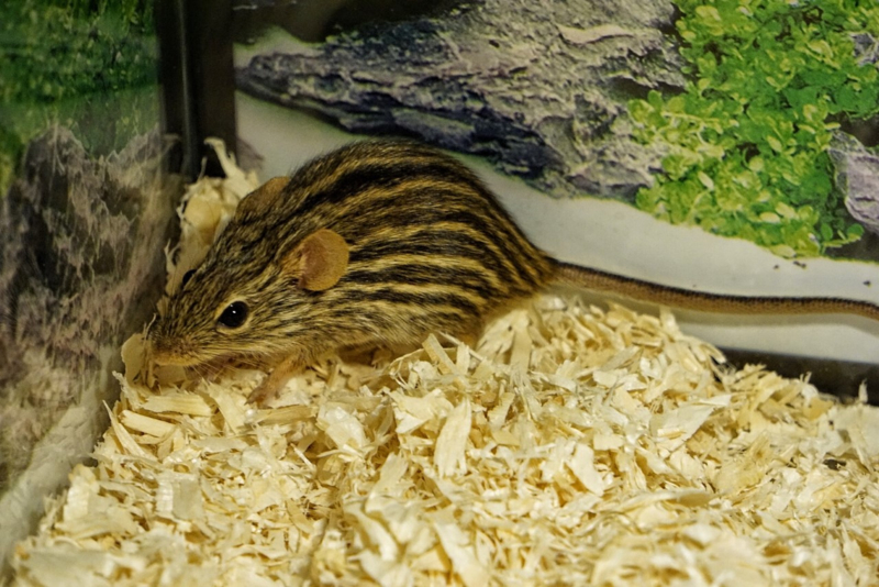Zebragrasmuis v.a. €20,- | Bijzondere zoogdieren | welle